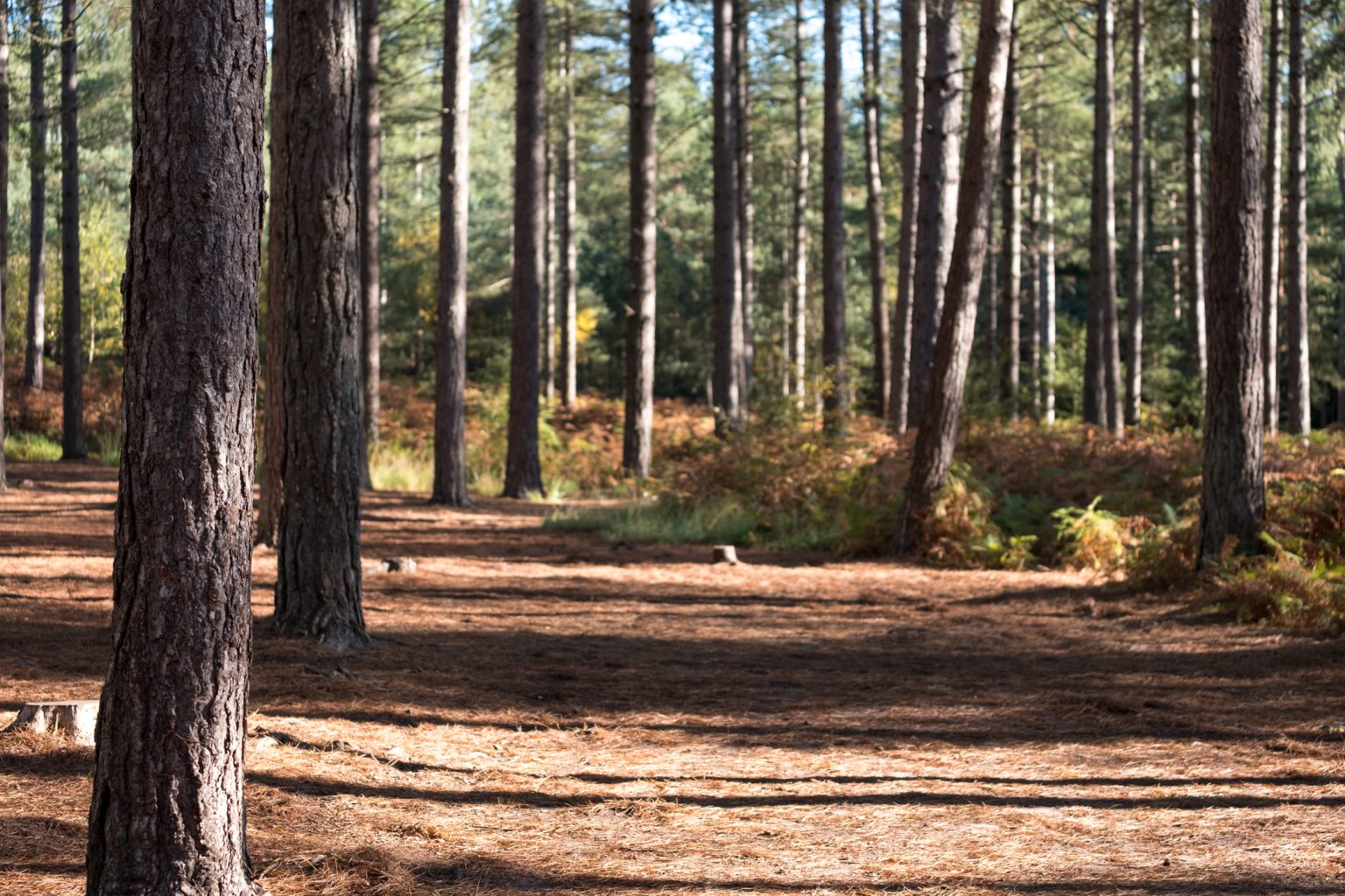 Activities | RIVERSIDE LAKES